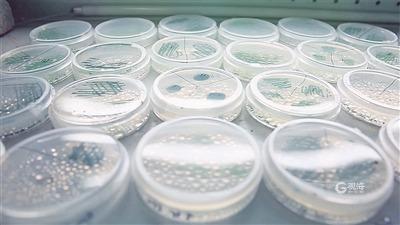 Zhongke Smart Cyano: fission of a single alga_Qingdao Zhongke Smart ...